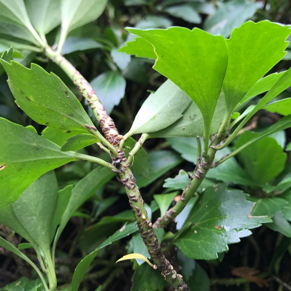 Scale Insects, take a closer look. – Hennepin County Master Gardeners