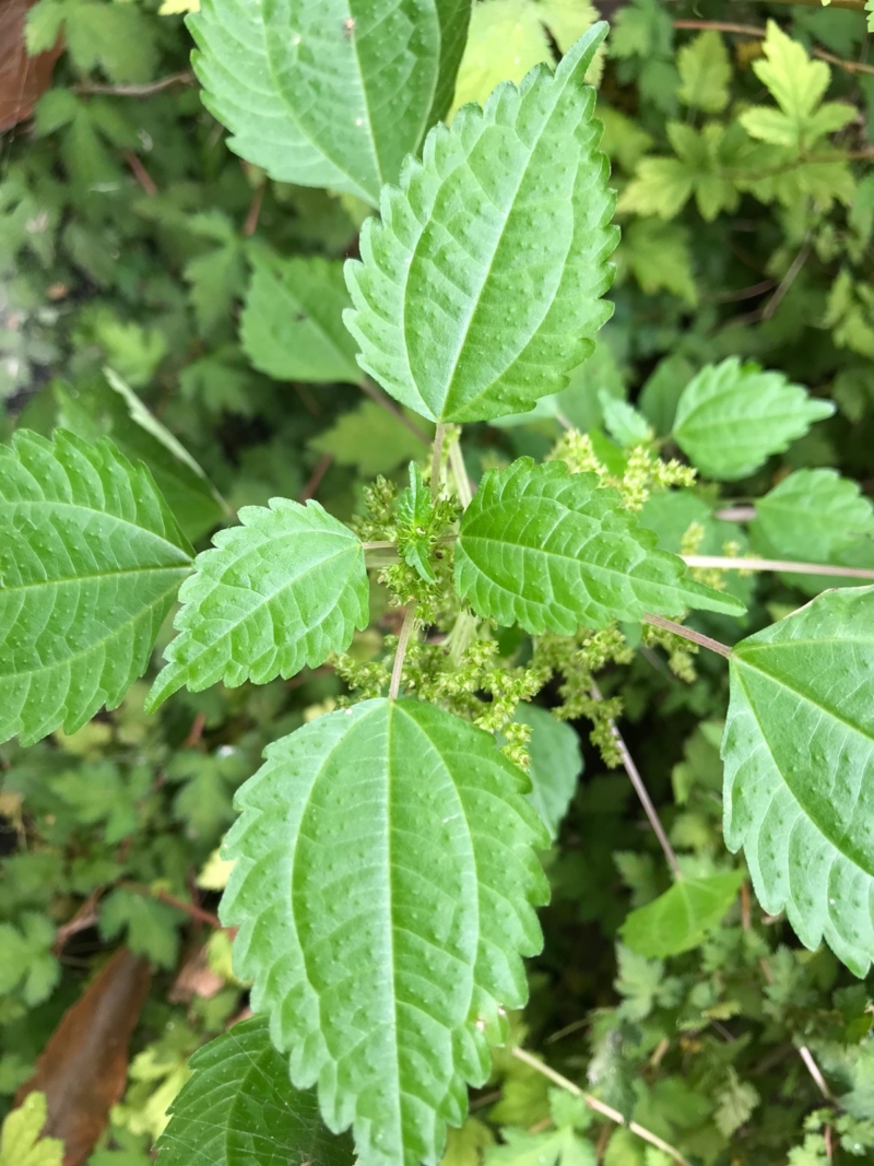 Clearweed – Hennepin County Master Gardeners