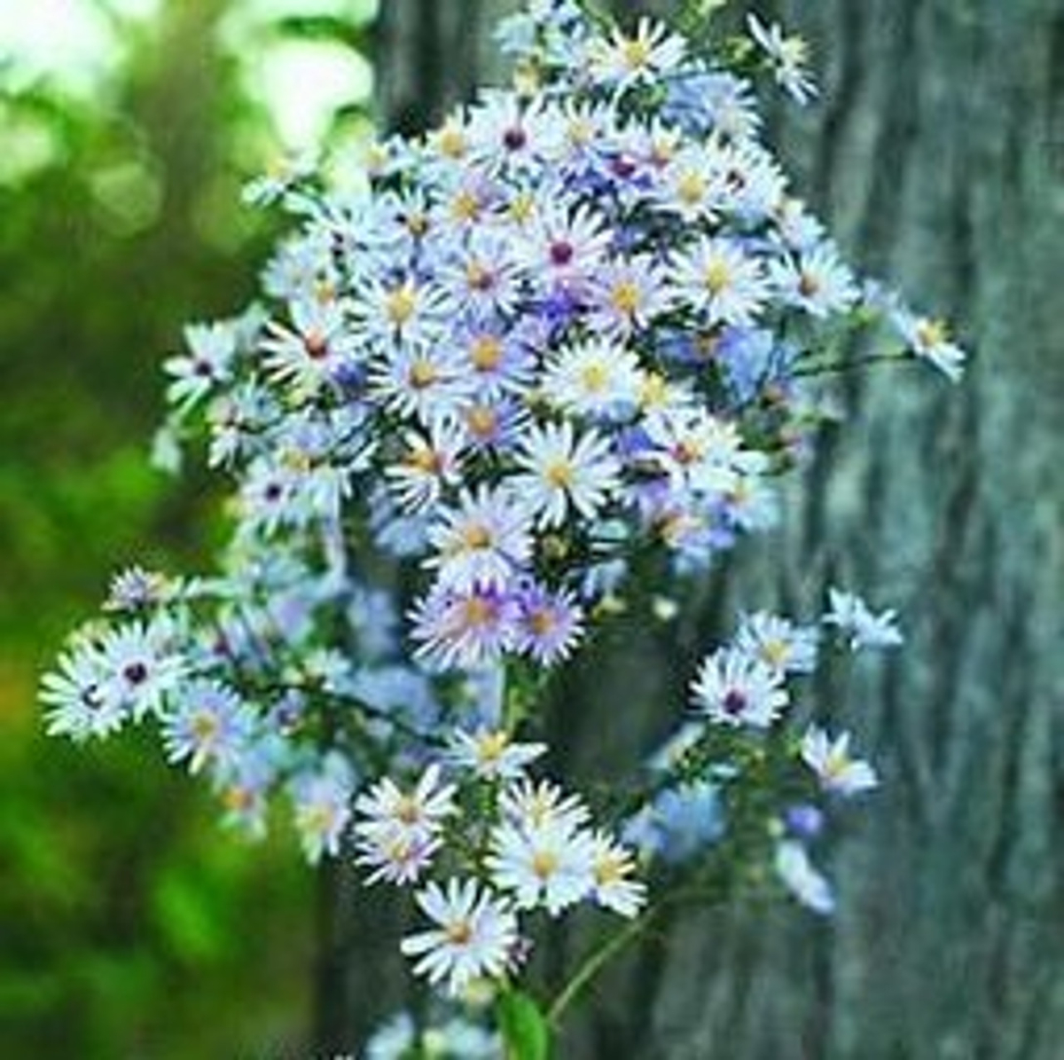 Plant Sale 2024 — Hennepin County Master Native Plants. They are great ...