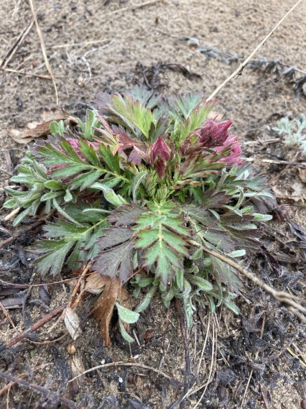 Plant Sale 2025 – Prairie Smoke Show – Hennepin County Master Gardeners